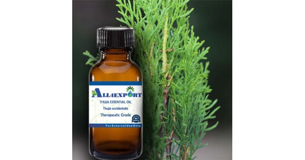 THUJA ESSENTIAL OIL